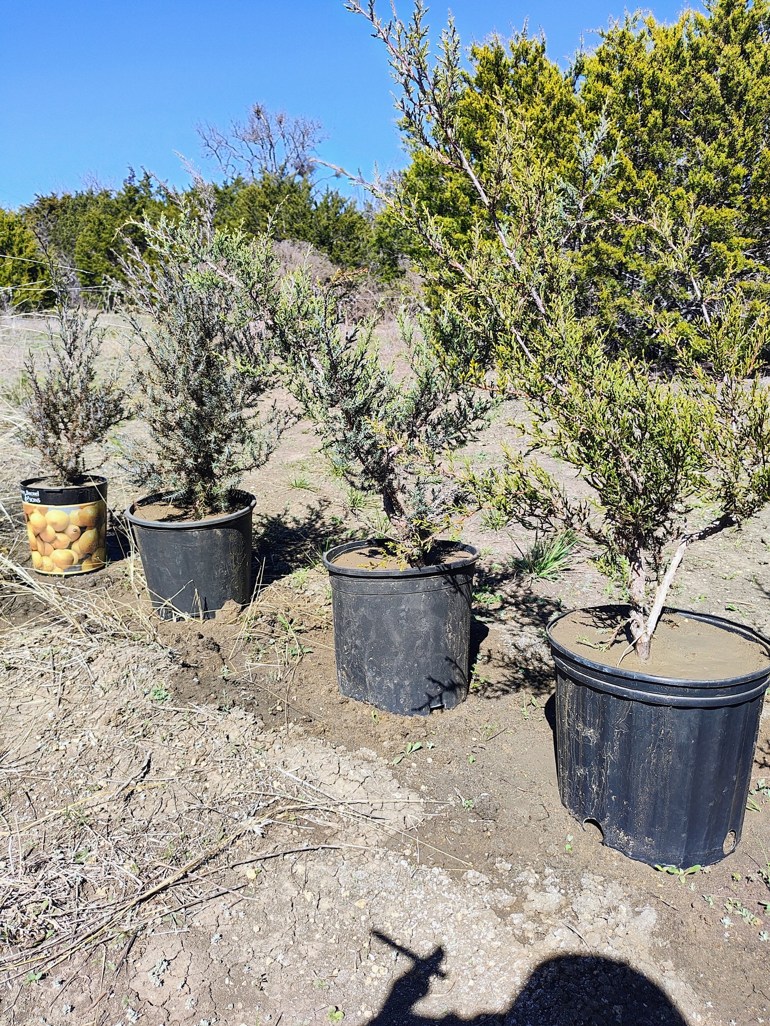 Texas Mountain Cedar (ashe Juniper) Sapling - Juniperus Ashei - Etsy