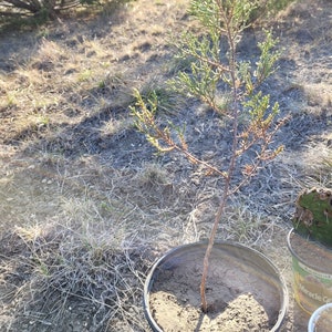 Texas Mountain Cedar ashe Juniper Sapling Juniperus Ashei - Etsy