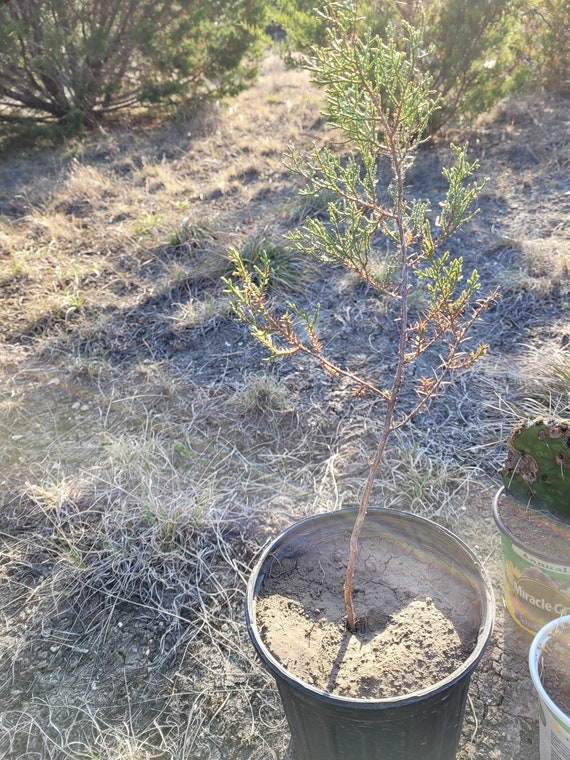 Texas Mountain Cedar ashe Juniper Sapling Juniperus Ashei - Etsy