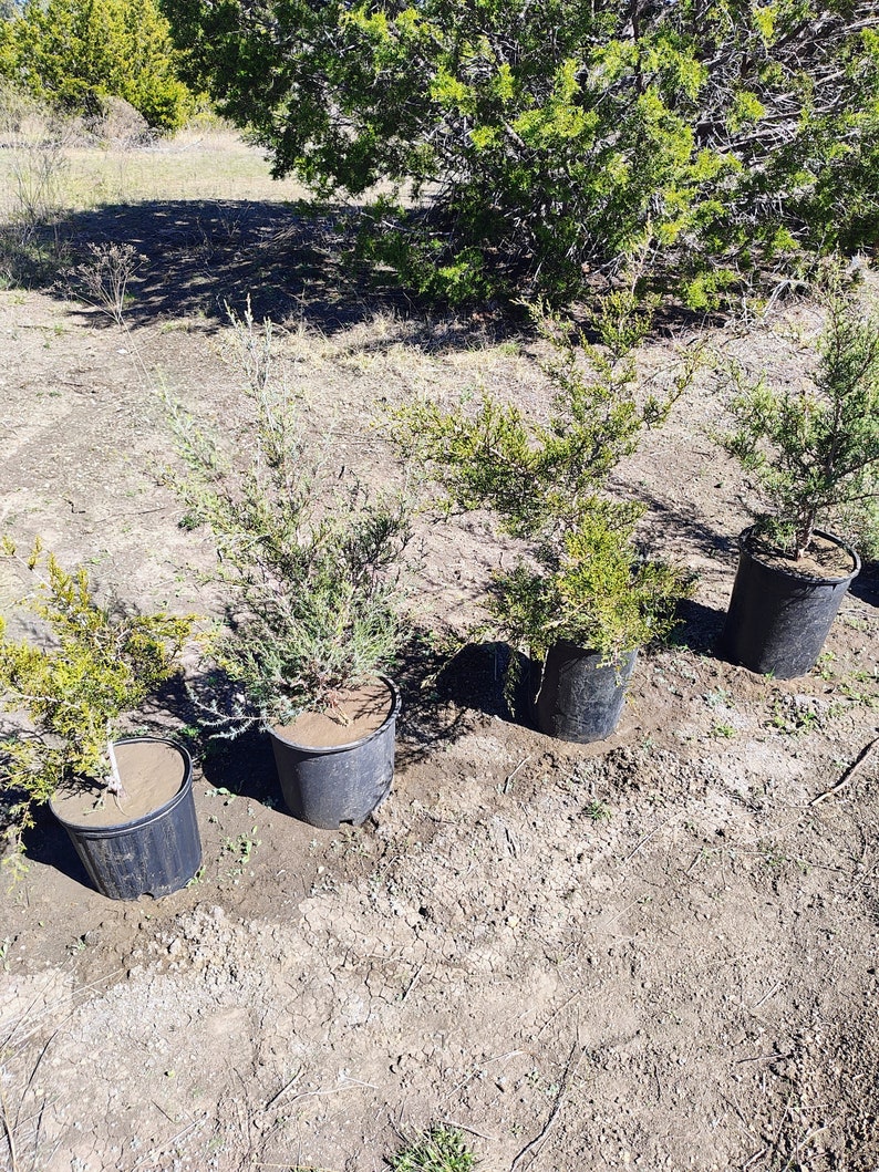 Texas Mountain Cedar (ashe Juniper) Sapling - Juniperus Ashei - Etsy