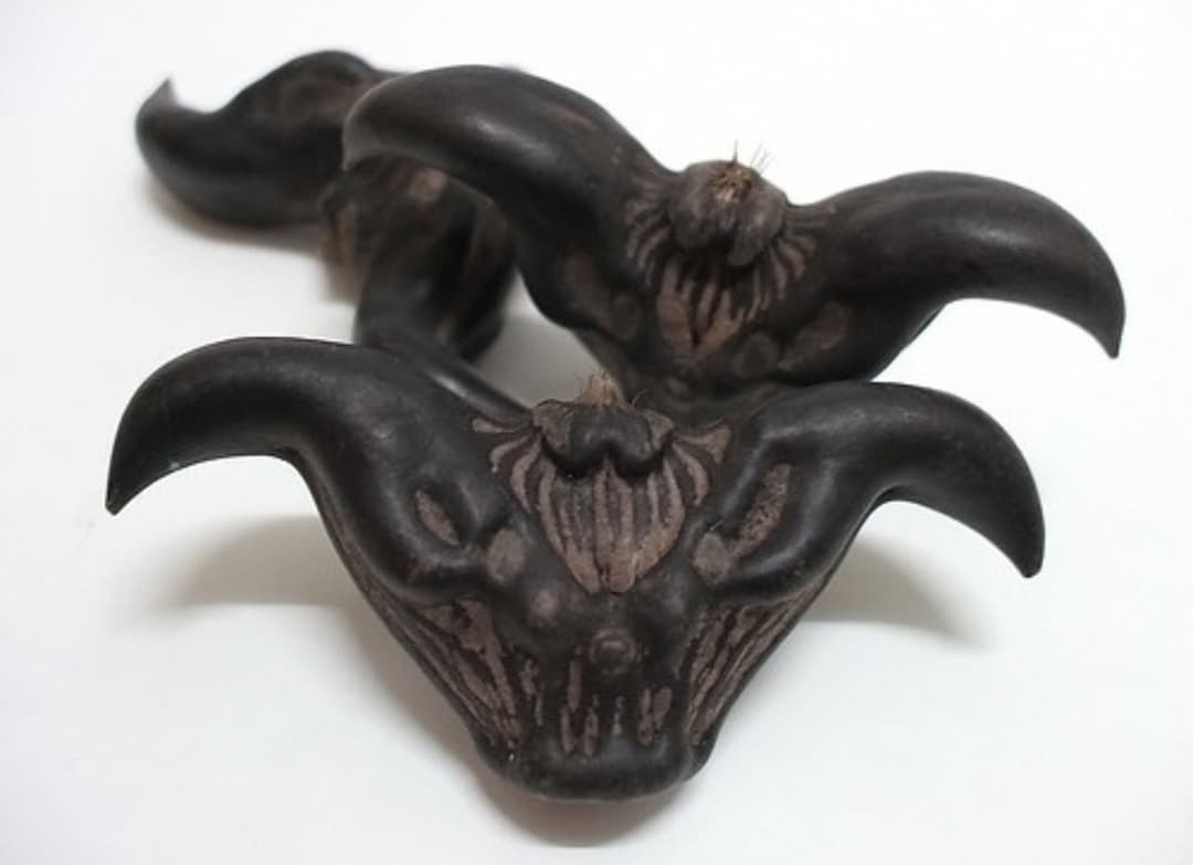 Larger Devil Pod, Devil Nut, Devil's Head, Bat Nut, Goat Head, Goat Nut ...