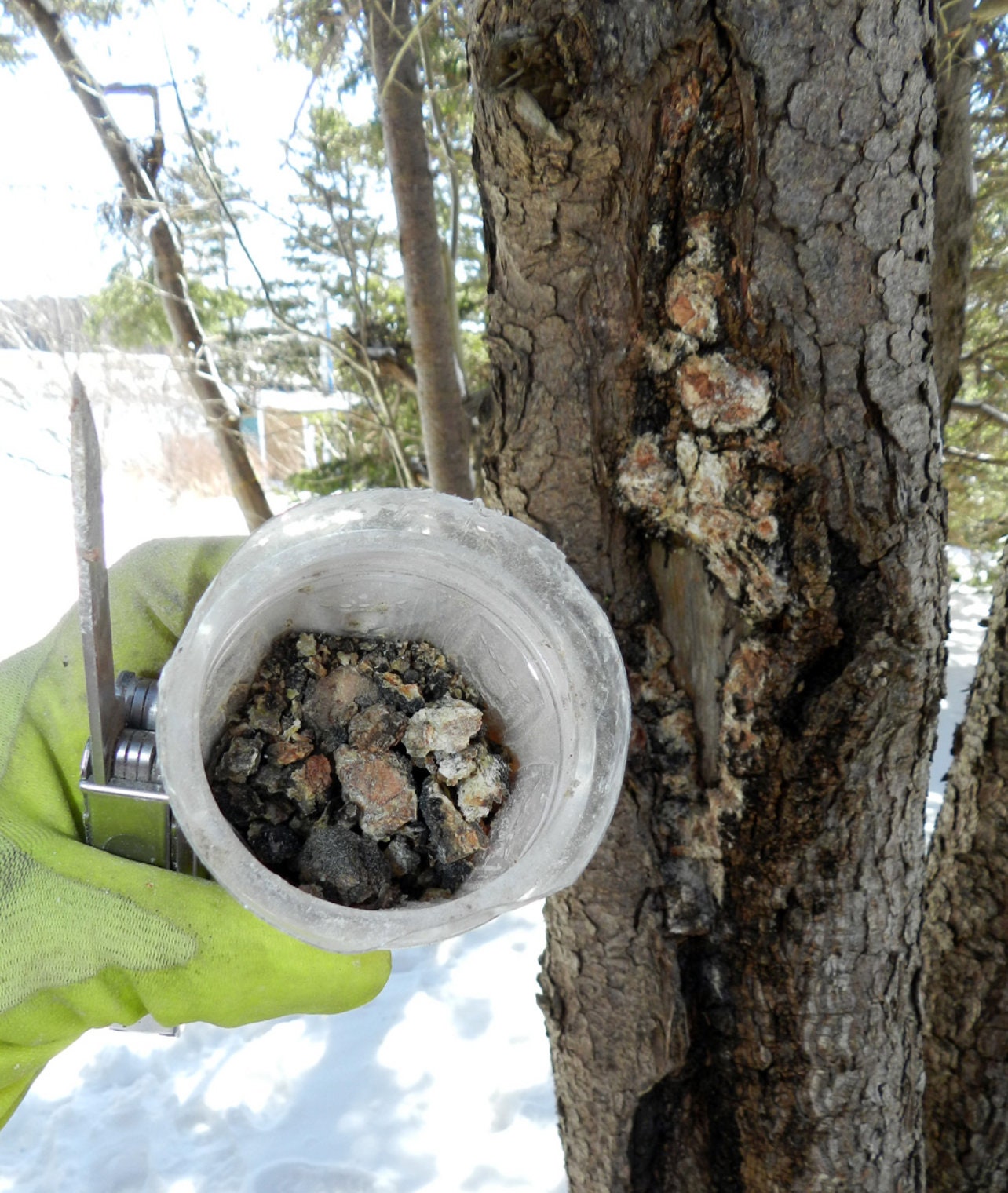 Organic Wild Spruce Gum 100g - Etsy