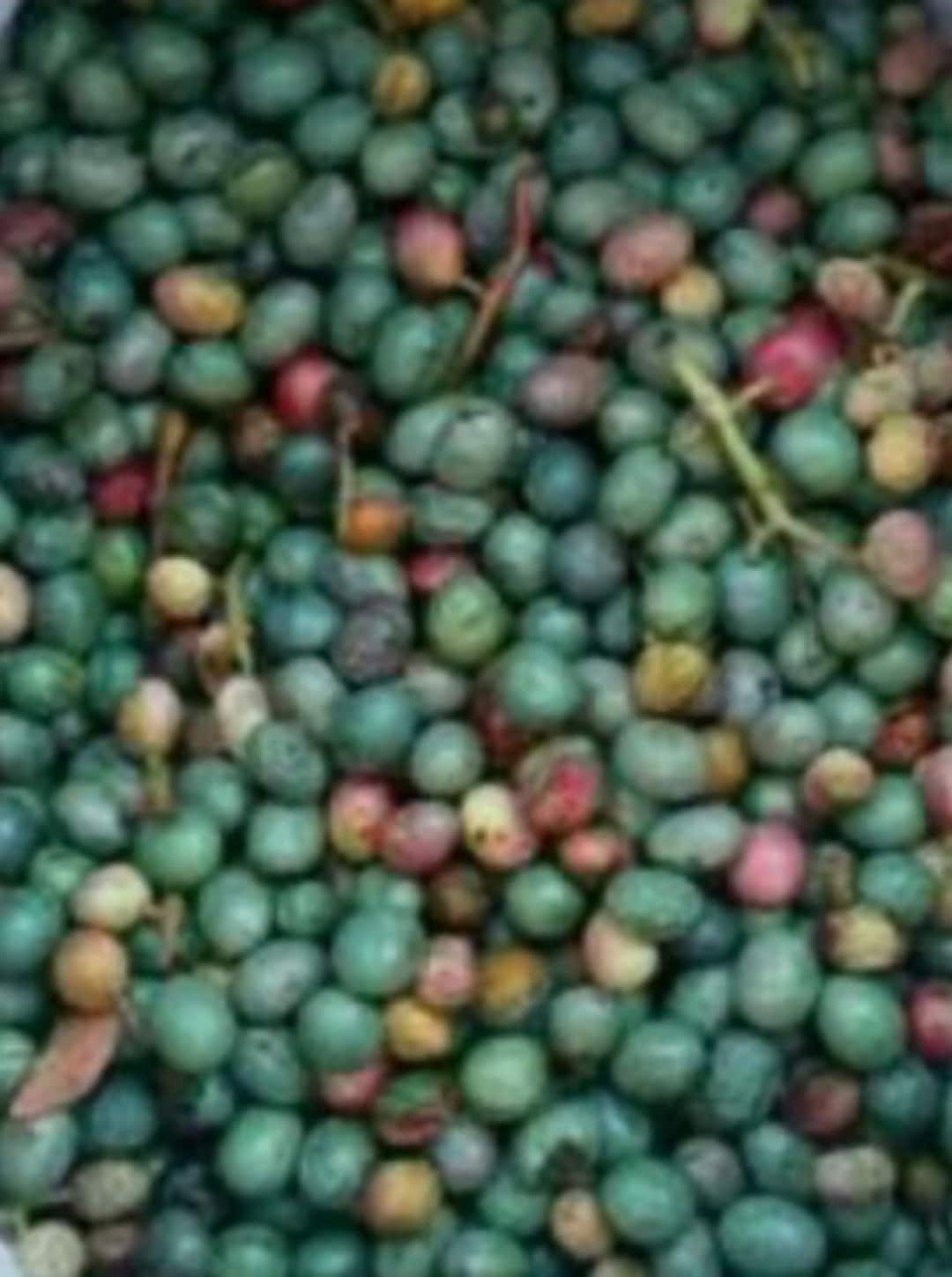 Pistacia Atlantica, Mountain Atlas Mastic, Wild Pistachios, Menengic ...