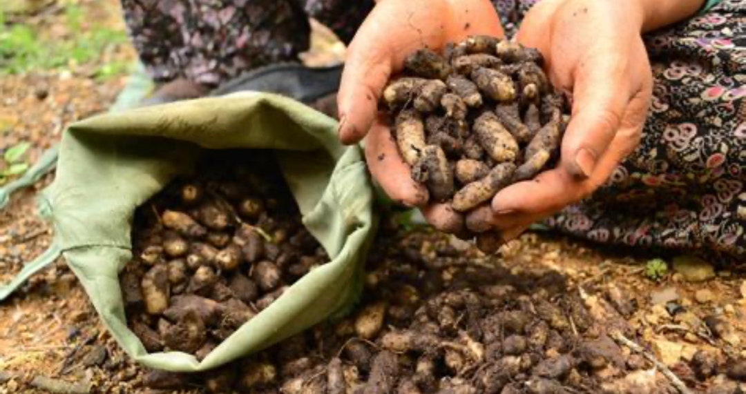 Organic Turkish Limited Stock Salep Root, Orchis Mascula, Orchid Root ...