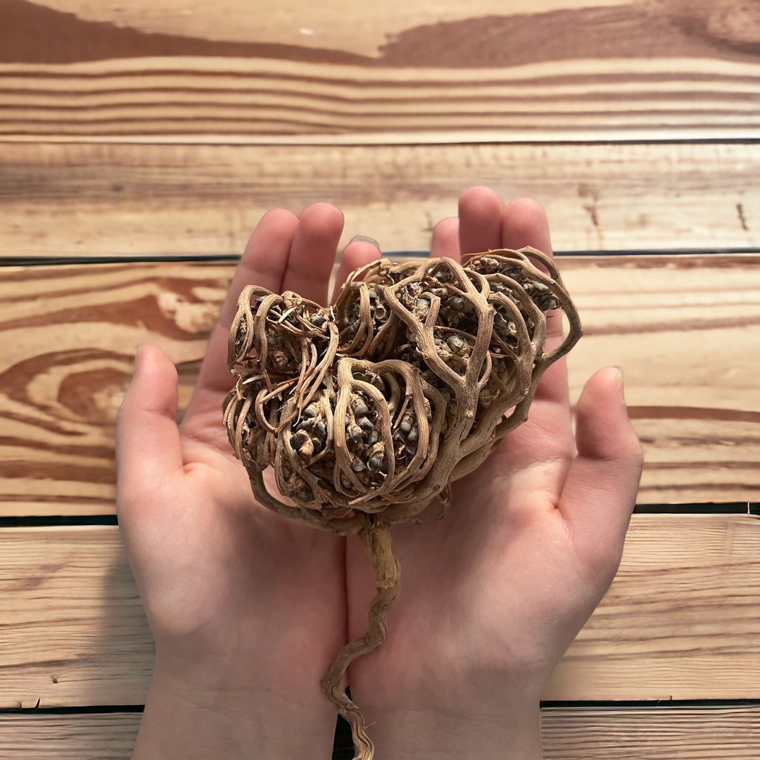 Extra Large Maryam Flower, Rose of Jericho ,anastatica Hierochuntica ...