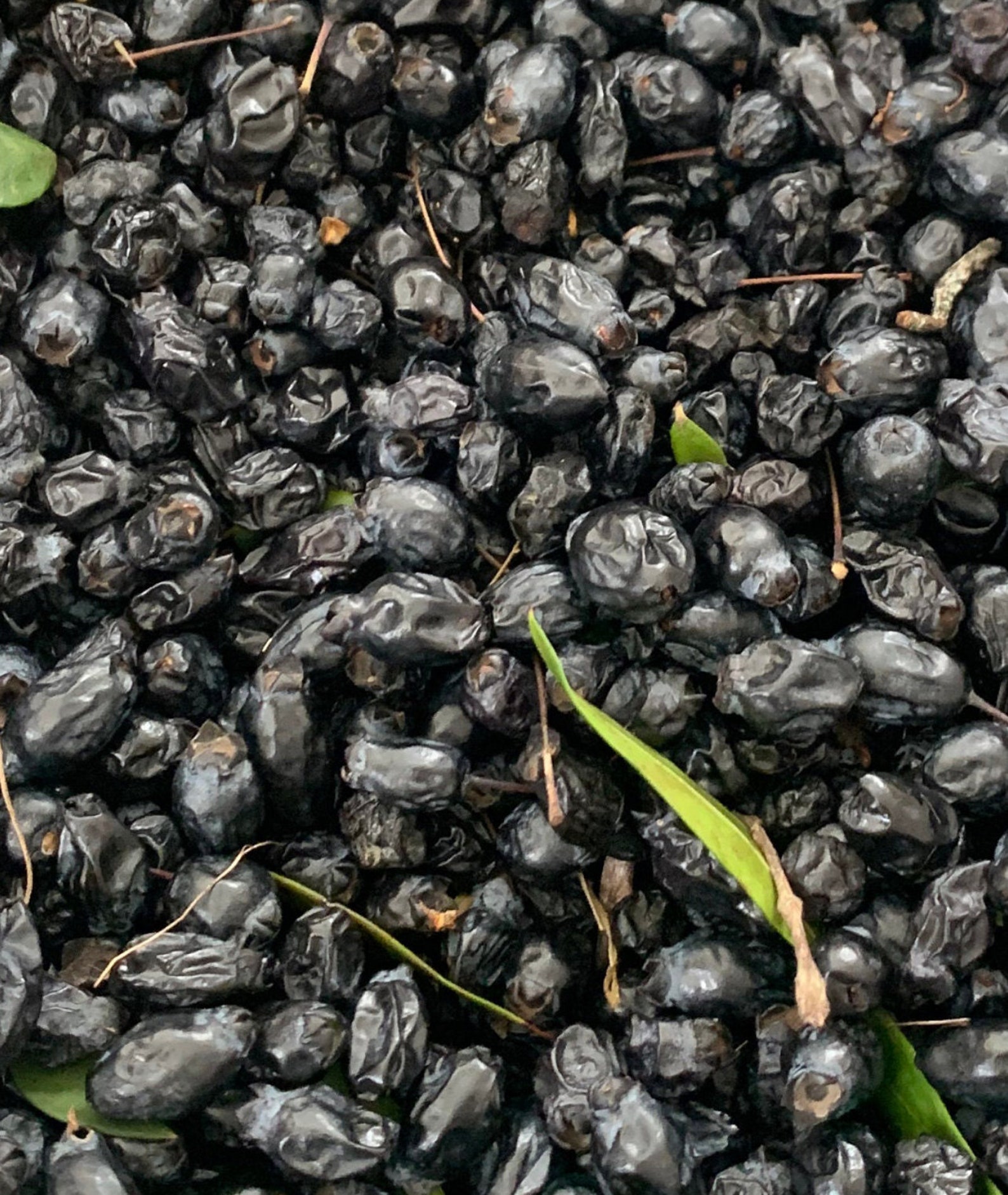 Organic Hand Picked Dried Wild Myrtle Berries 25g - Etsy