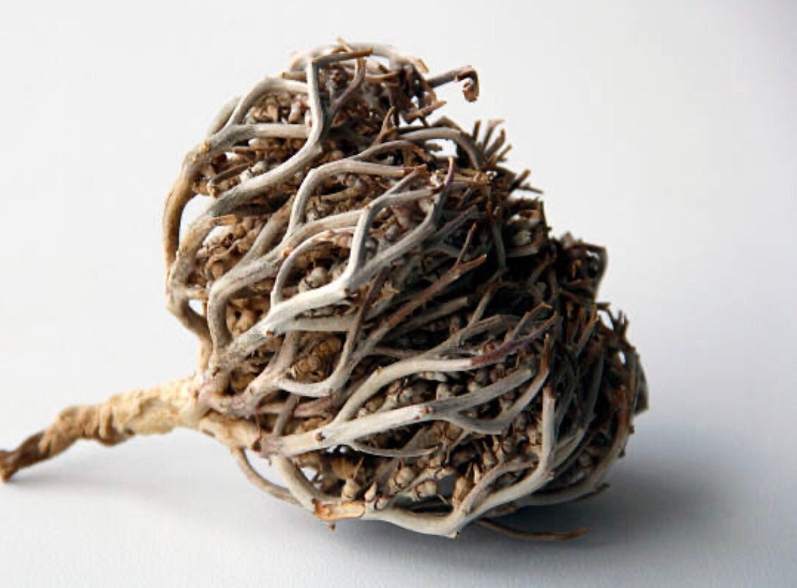 Maryam Flower, Rose of Jericho ,anastatica Hierochuntica, Mary’s Rose ...