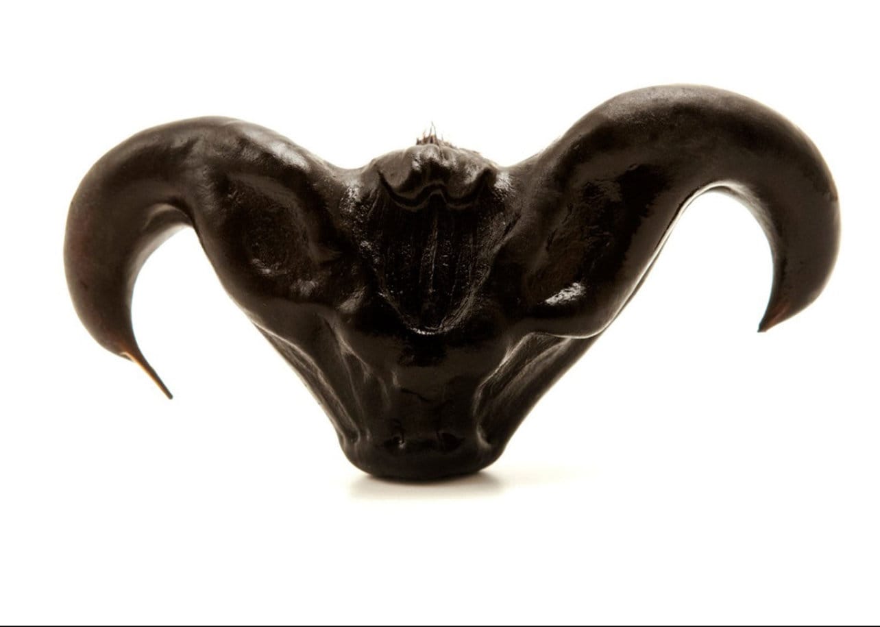 Larger Devil Pod, Devil Nut, Devil's Head, Bat Nut, Goat Head, Goat Nut ...