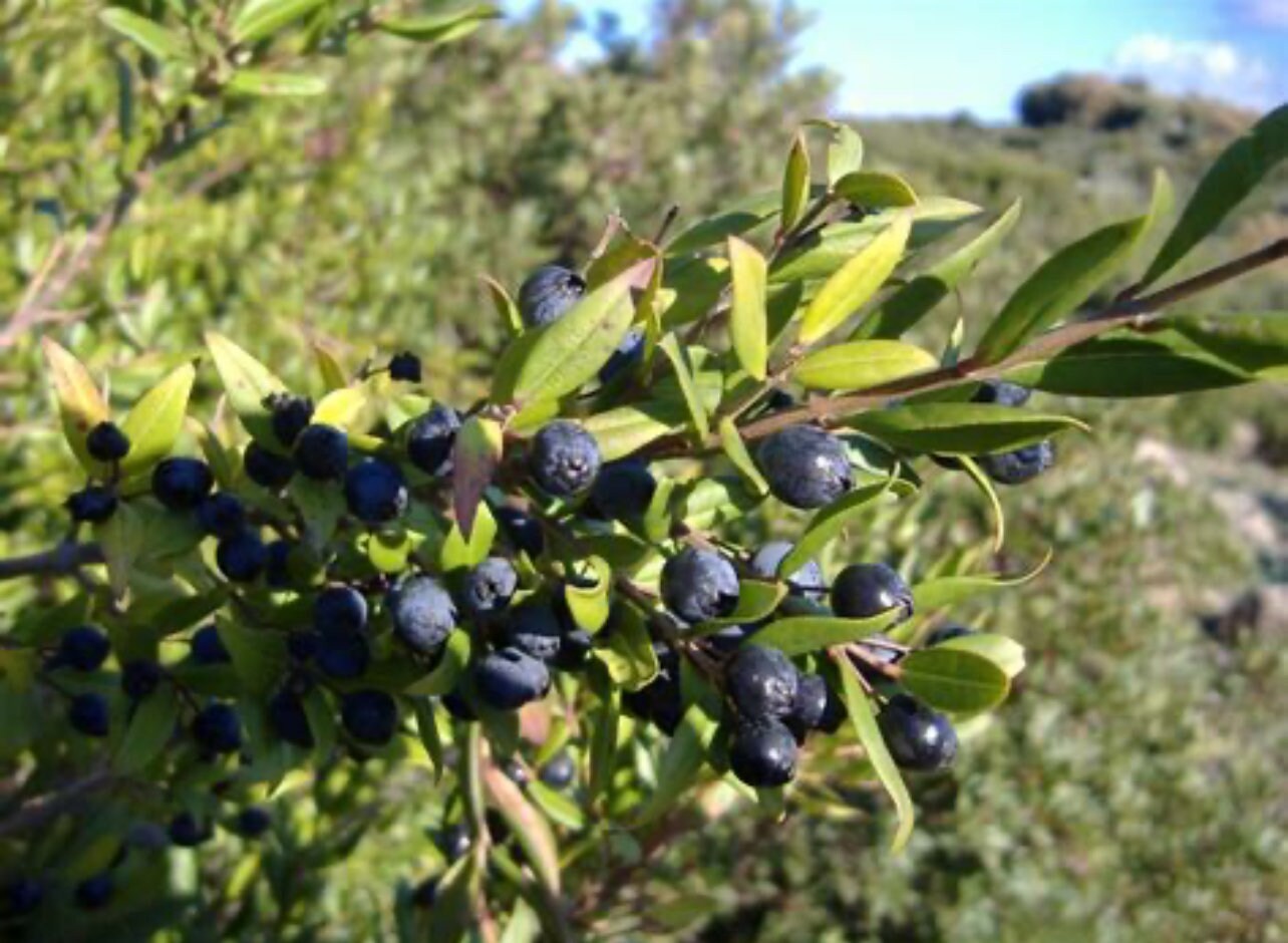 Organic Hand Picked Dried Wild Myrtle Berries 25g - Etsy