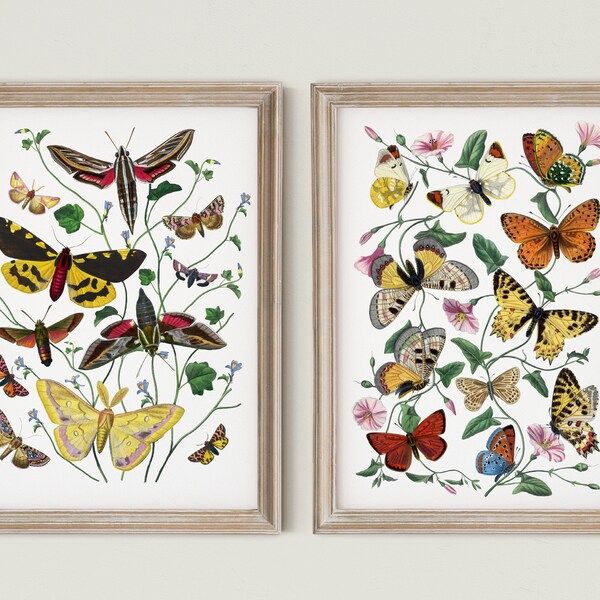 Entomology Print - Etsy