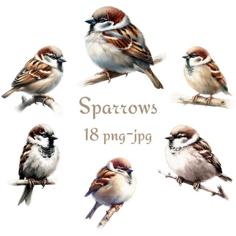 18 Sparrows Clipart, Sparrow Bird in Nature Clipart, Watercolor ...