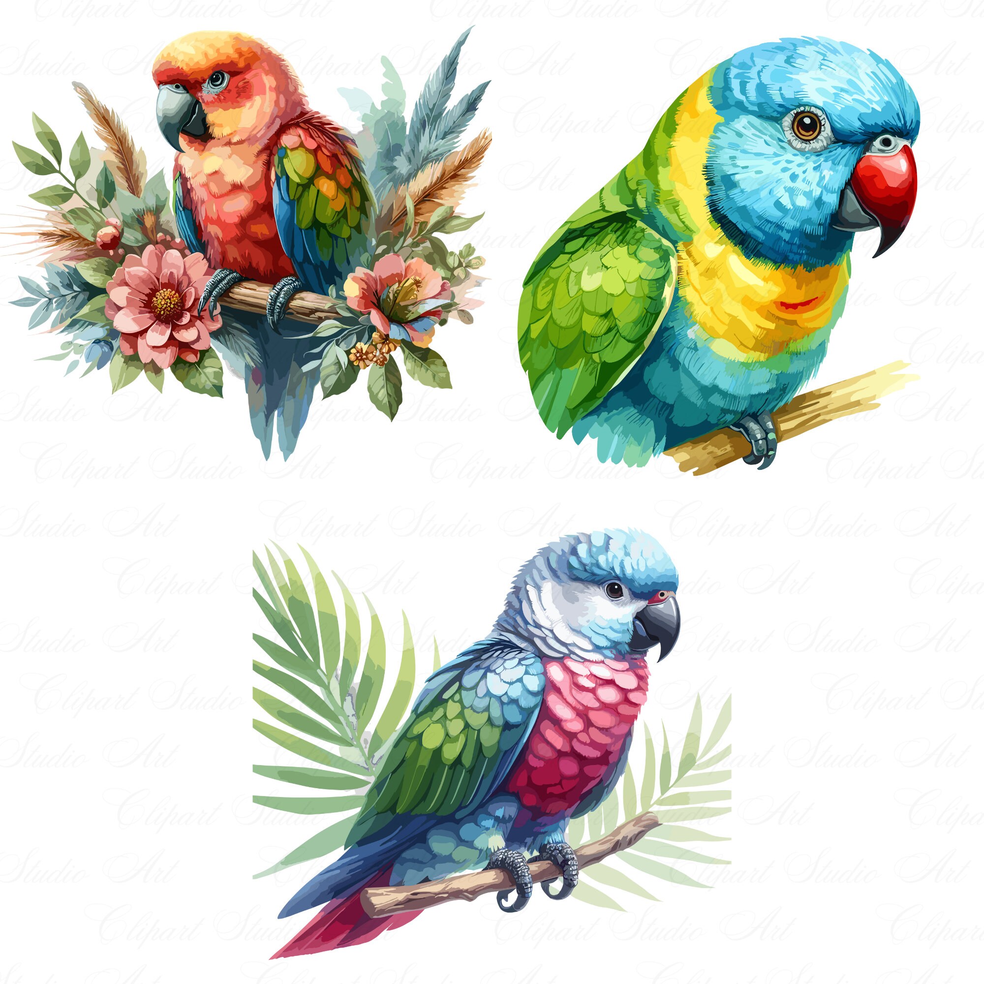 18 Tropical Parrot Clipart, Tropical Birds Exotic Parrot Clipart ...