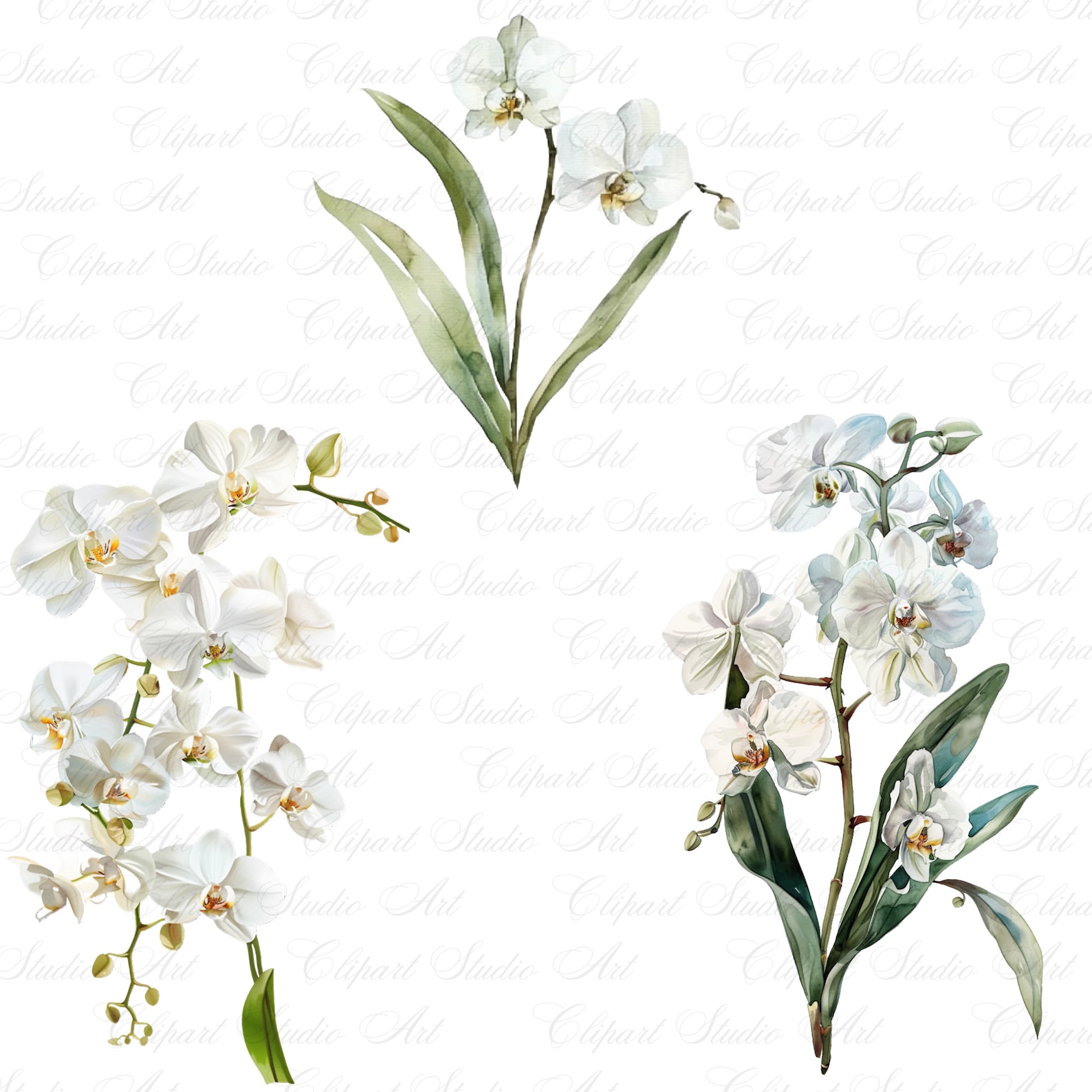 25 White Orchid Flower Clipart, Wedding Bridal Shower White Orchid ...
