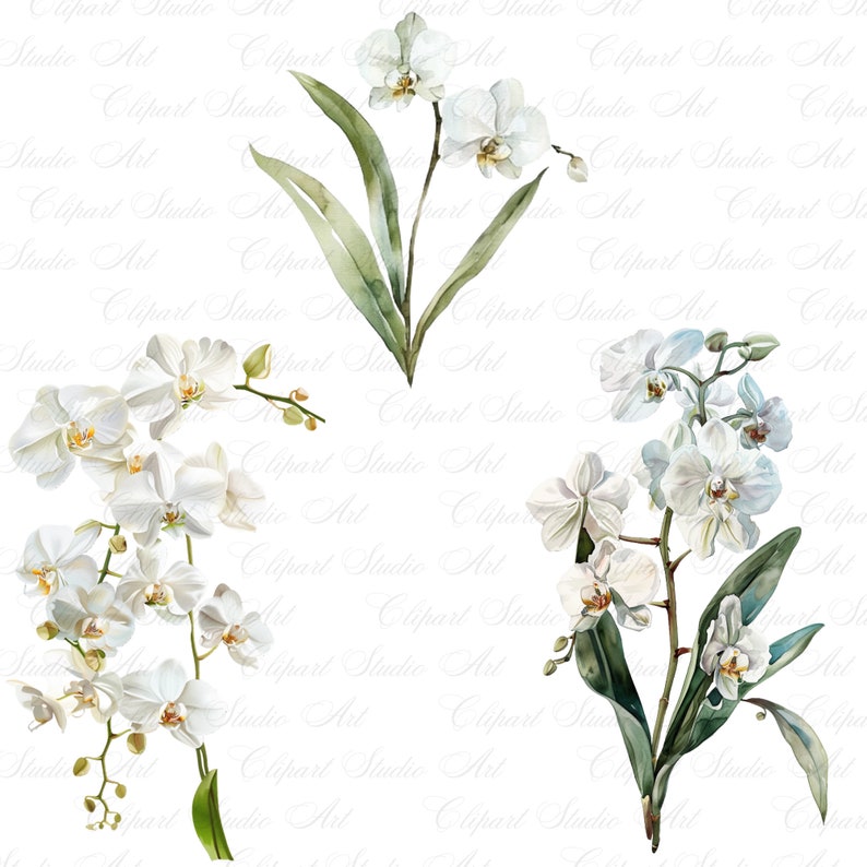 25 White Orchid Flower Clipart, Wedding Bridal Shower White Orchid ...