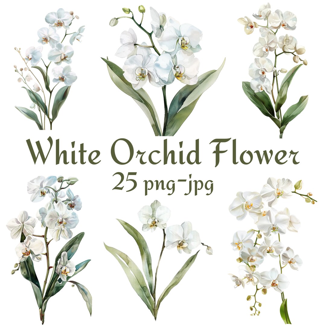 25 White Orchid Flower Clipart, Wedding Bridal Shower White Orchid ...