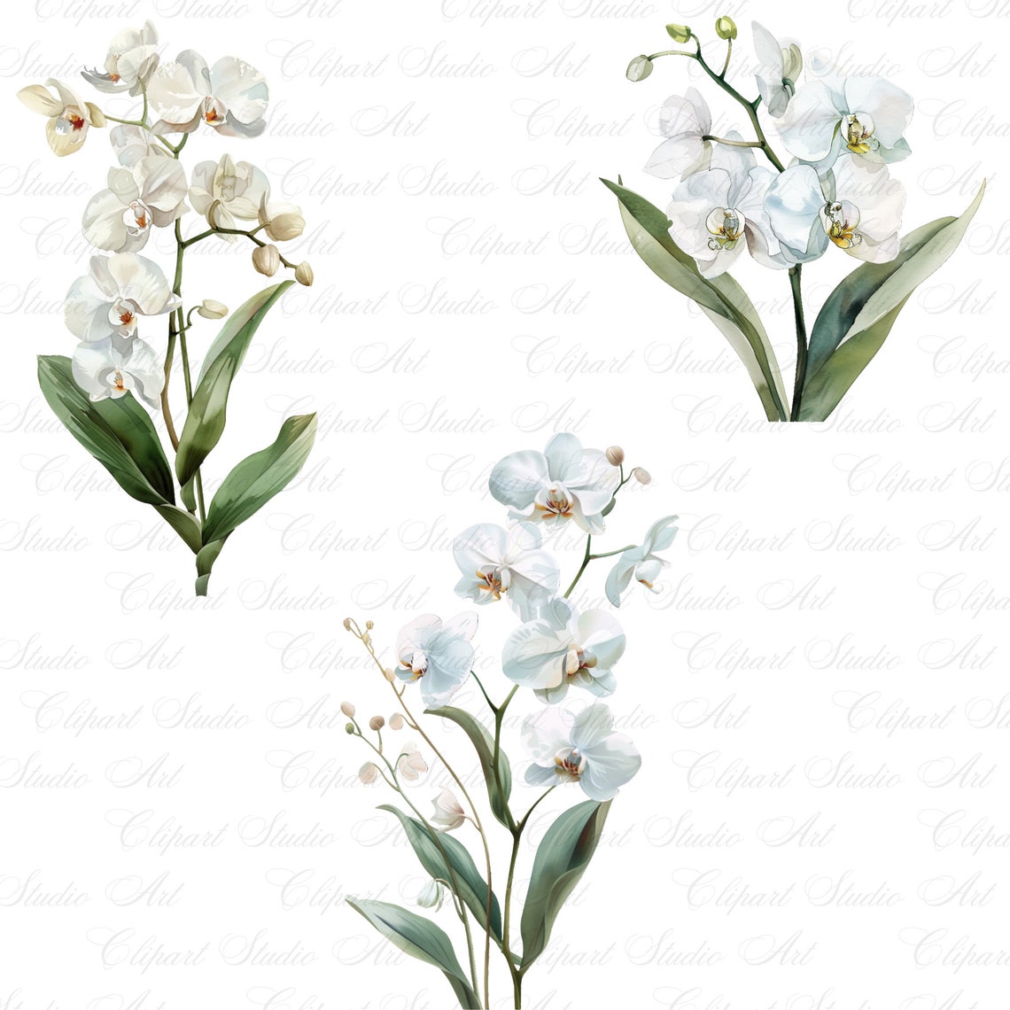 25 White Orchid Flower Clipart, Wedding Bridal Shower White Orchid ...