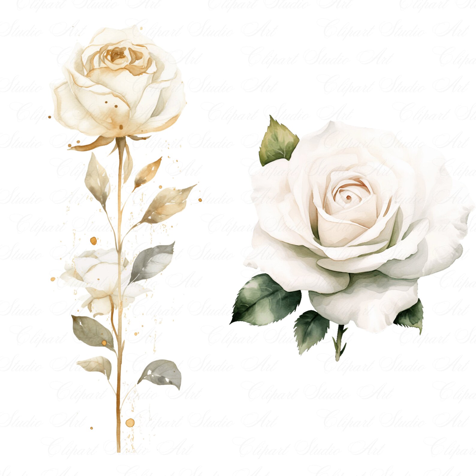 103 White Rose Bundle Bouquet, Gift Basket Rose, Rose With Golden ...