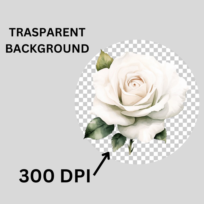 103 White Rose Bundle Bouquet, Gift Basket Rose, Rose With Golden ...