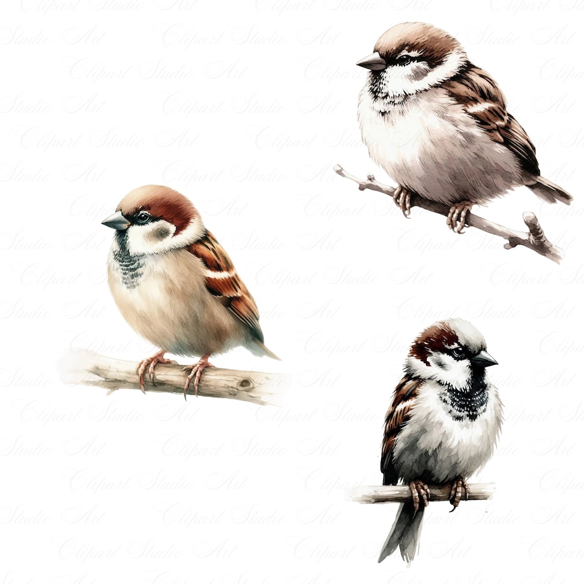 18 Sparrows Clipart, Sparrow Bird in Nature Clipart, Watercolor ...