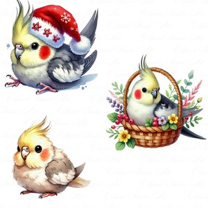 16 Cute Cockatiel Clipart, Christmas Cockatiel Santa Hat Clipart ...
