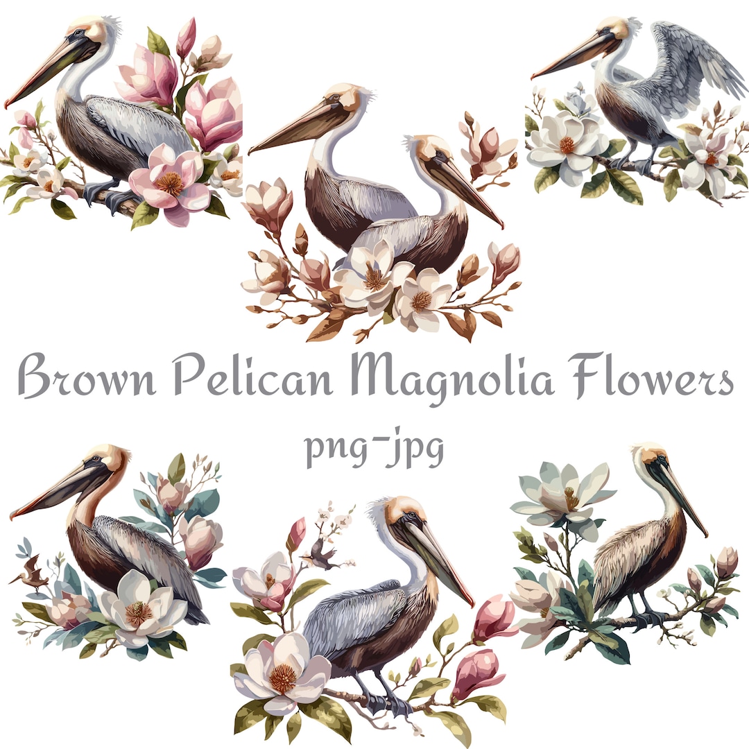 Brown Pelican Magnolia Flowers Clipart, Louisiana Brown Pelican ...