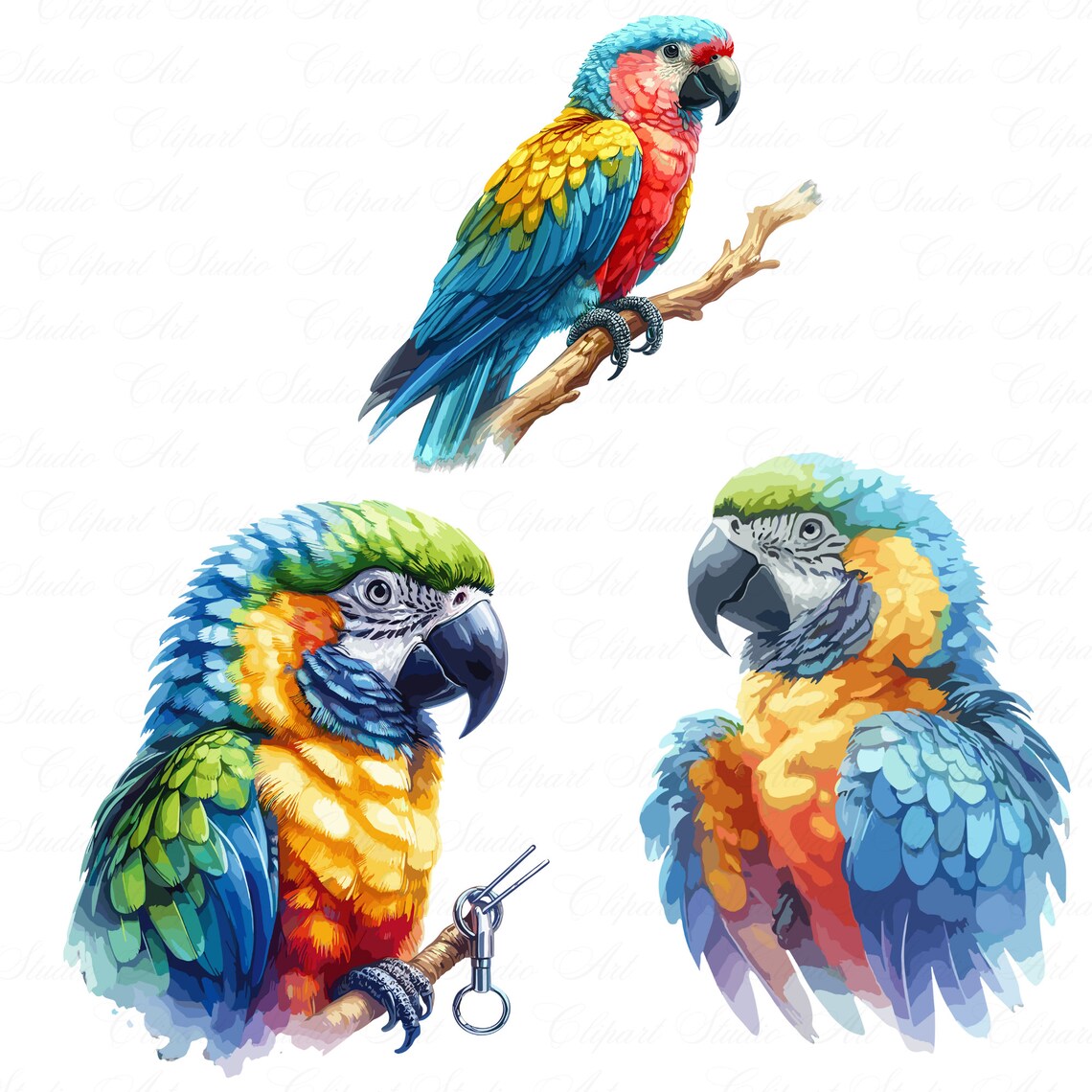 18 Tropical Parrot Clipart, Tropical Birds Exotic Parrot Clipart ...