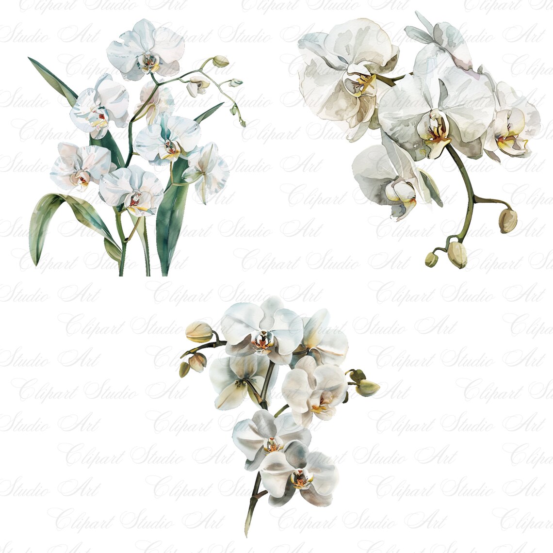 12 White Orchid Bouquet Clipart, Wedding Bridal Shower White Orchid ...