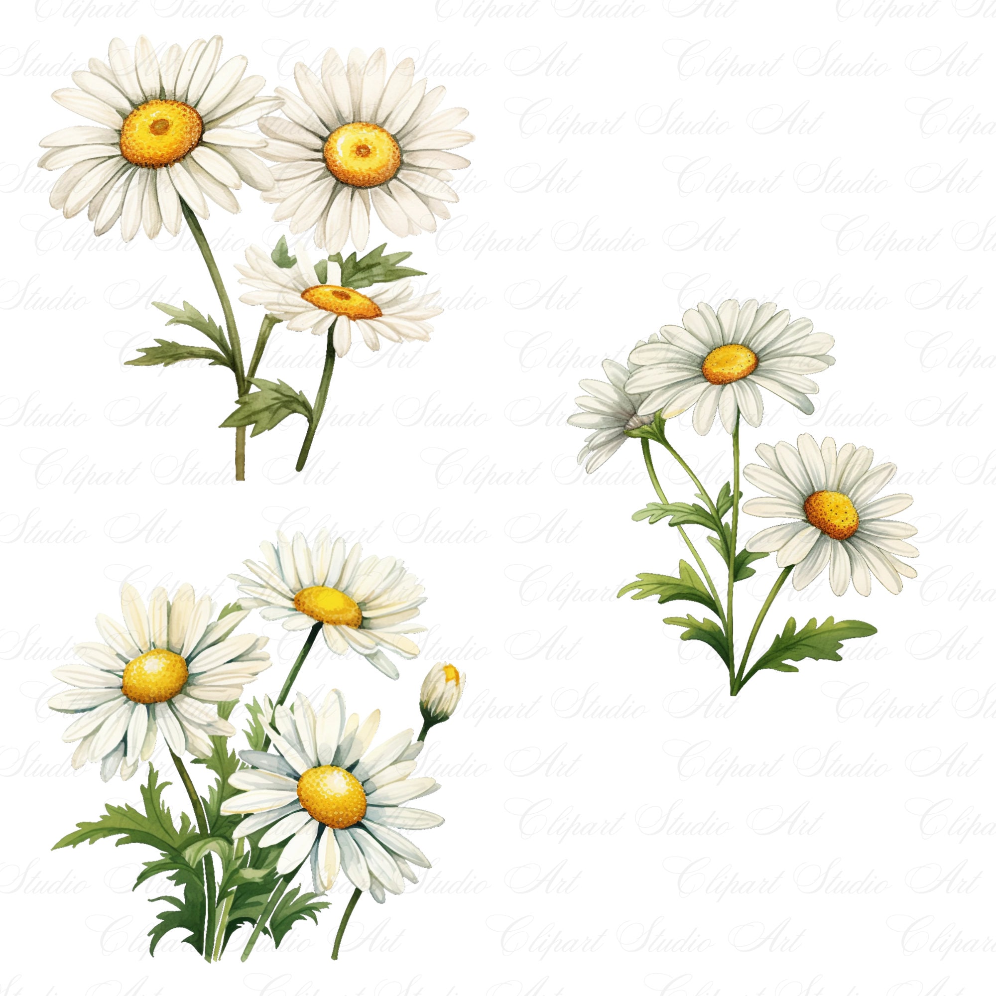 15 Daisy Flower Clipart, Wedding Bridal Shower Daisy Flower Clipart ...