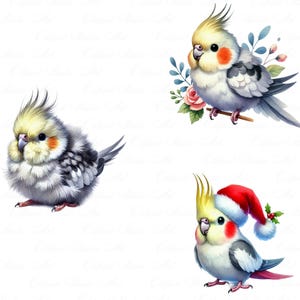 16 Cute Cockatiel Clipart, Christmas Cockatiel Santa Hat Clipart ...