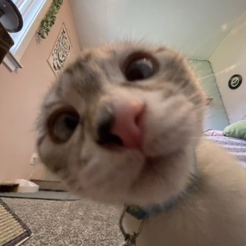 Meowmodon - Etsy