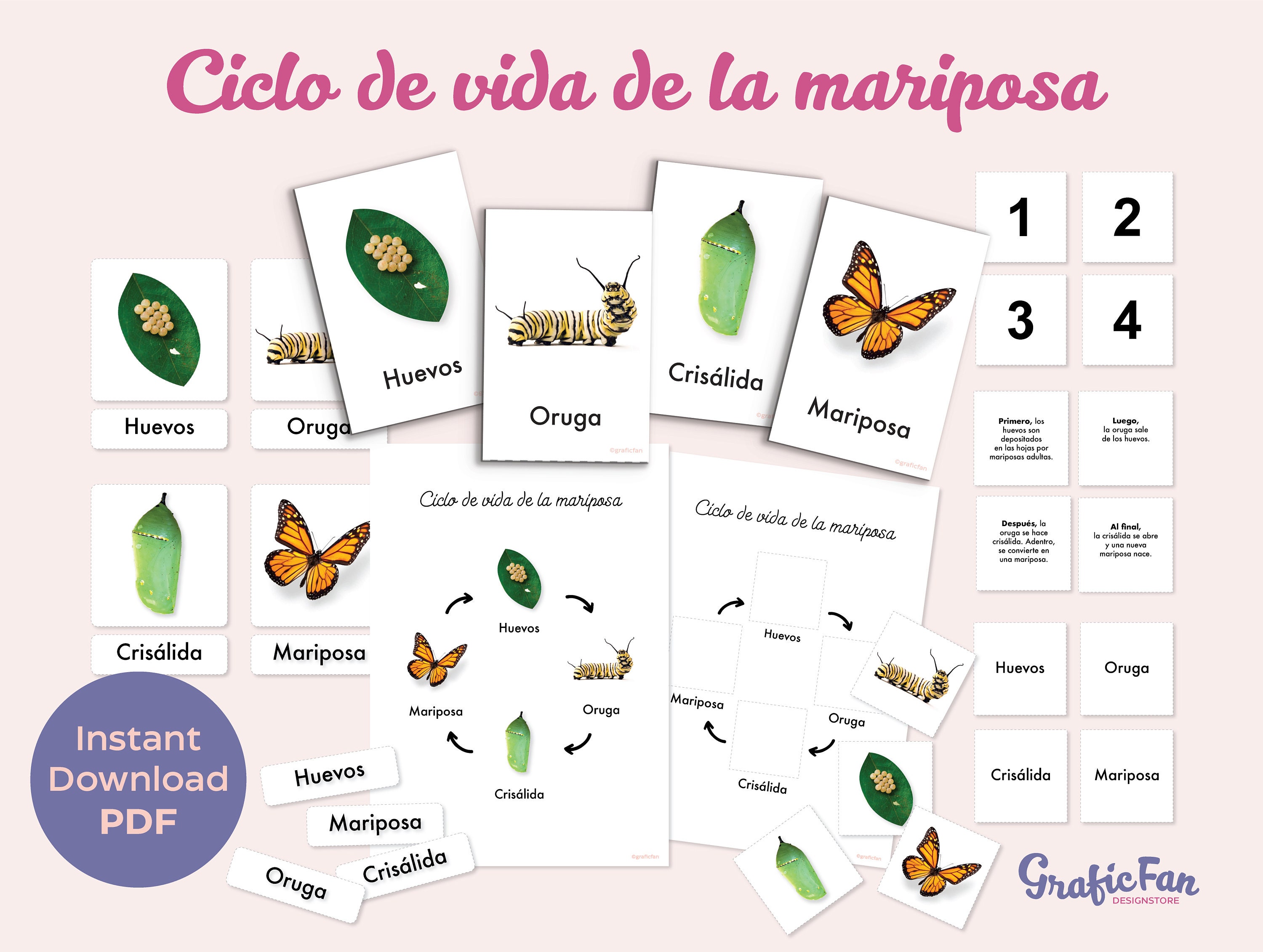 Spanish Life Cycle of a Butterfly Montessori / Digital 3 Flashcards ...