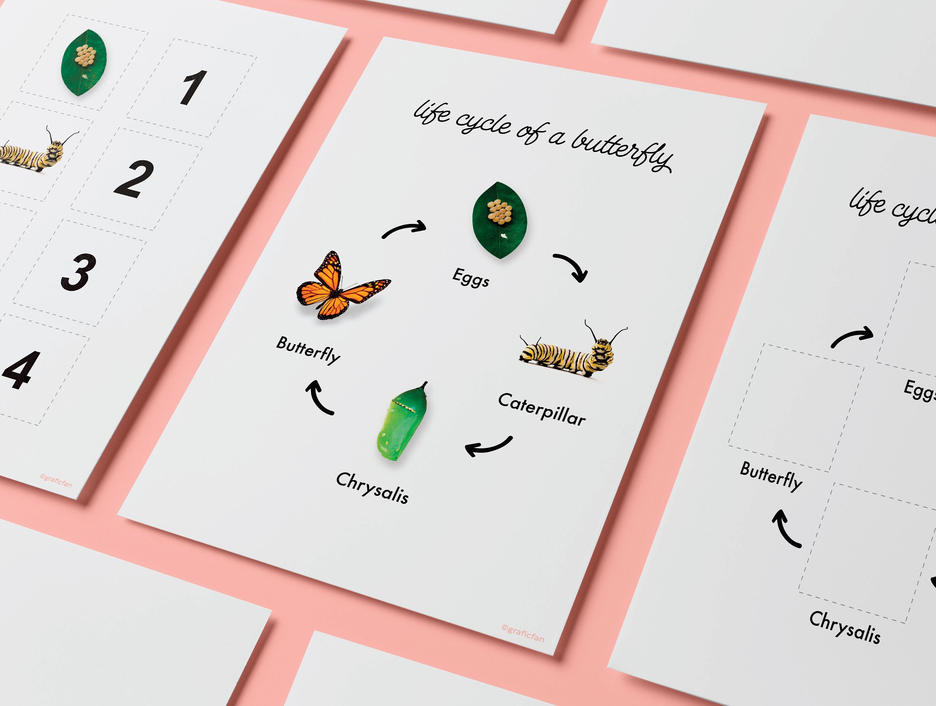 Montessori Life Cycle of a Butterfly / Digital 3 Part Cards ...