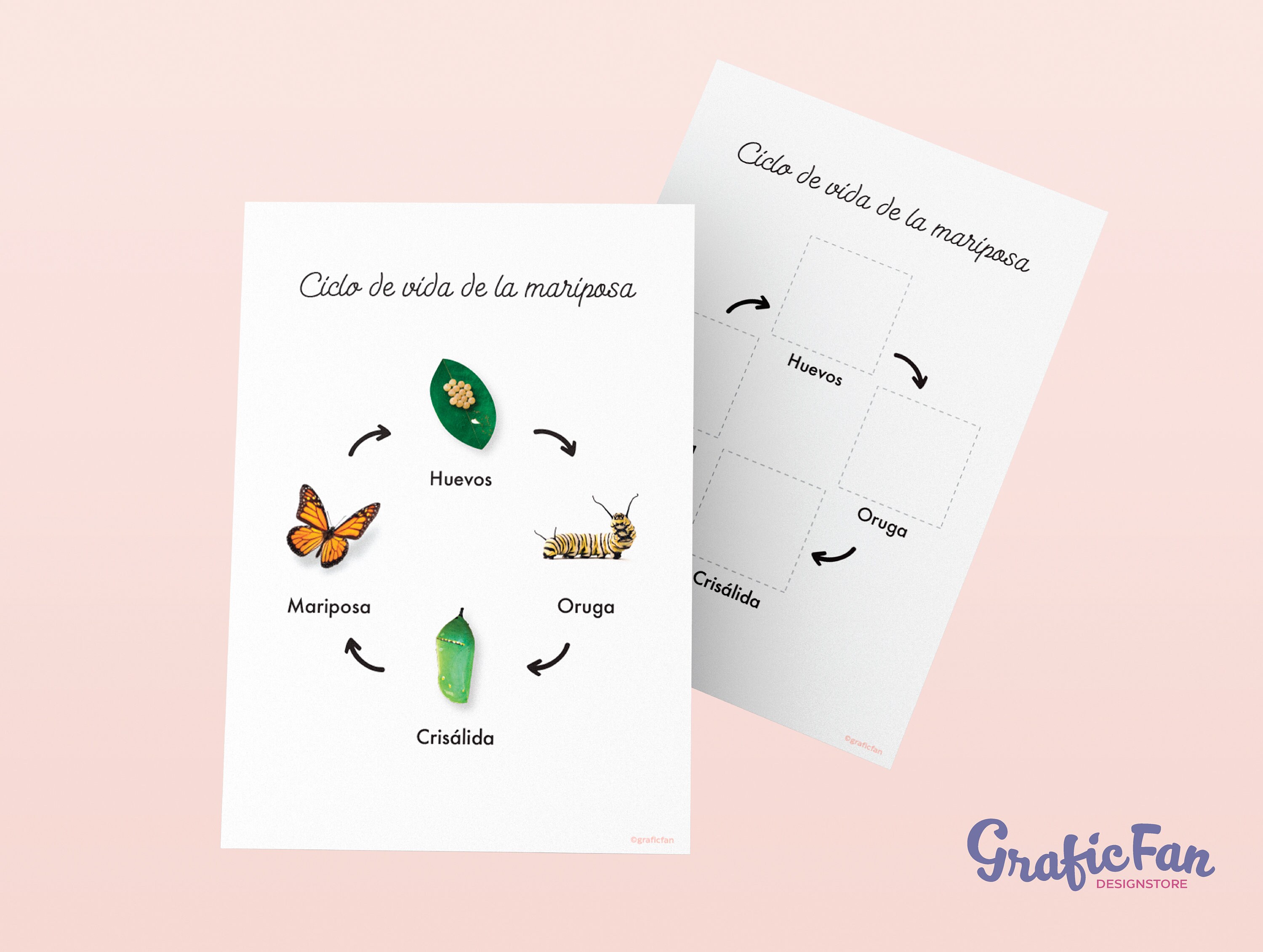 Spanish Life Cycle of a Butterfly Montessori / Digital 3 Flashcards ...