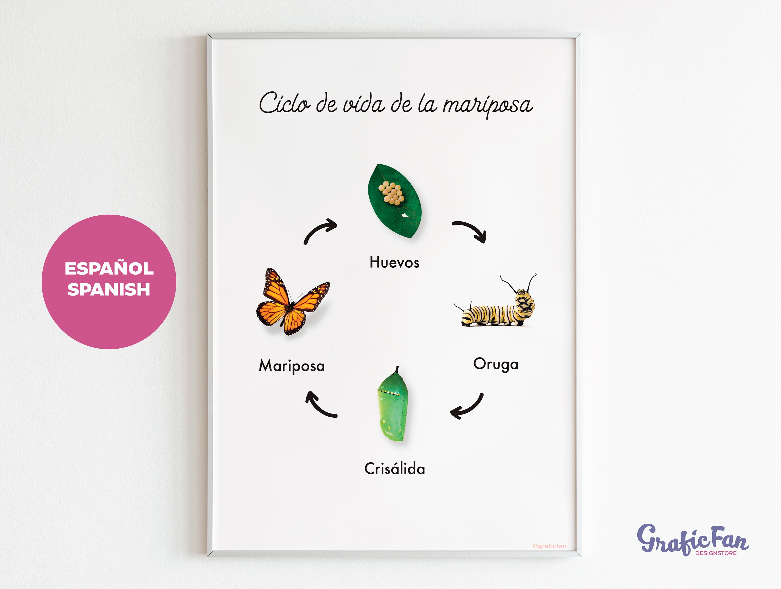 Spanish Life Cycle of a Butterfly Montessori / Digital 3 Flashcards ...