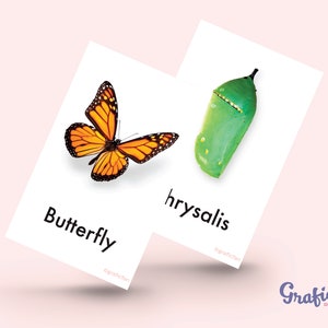 Life Cycle of a Butterfly / Montessori / Digital 3 Part Cards ...