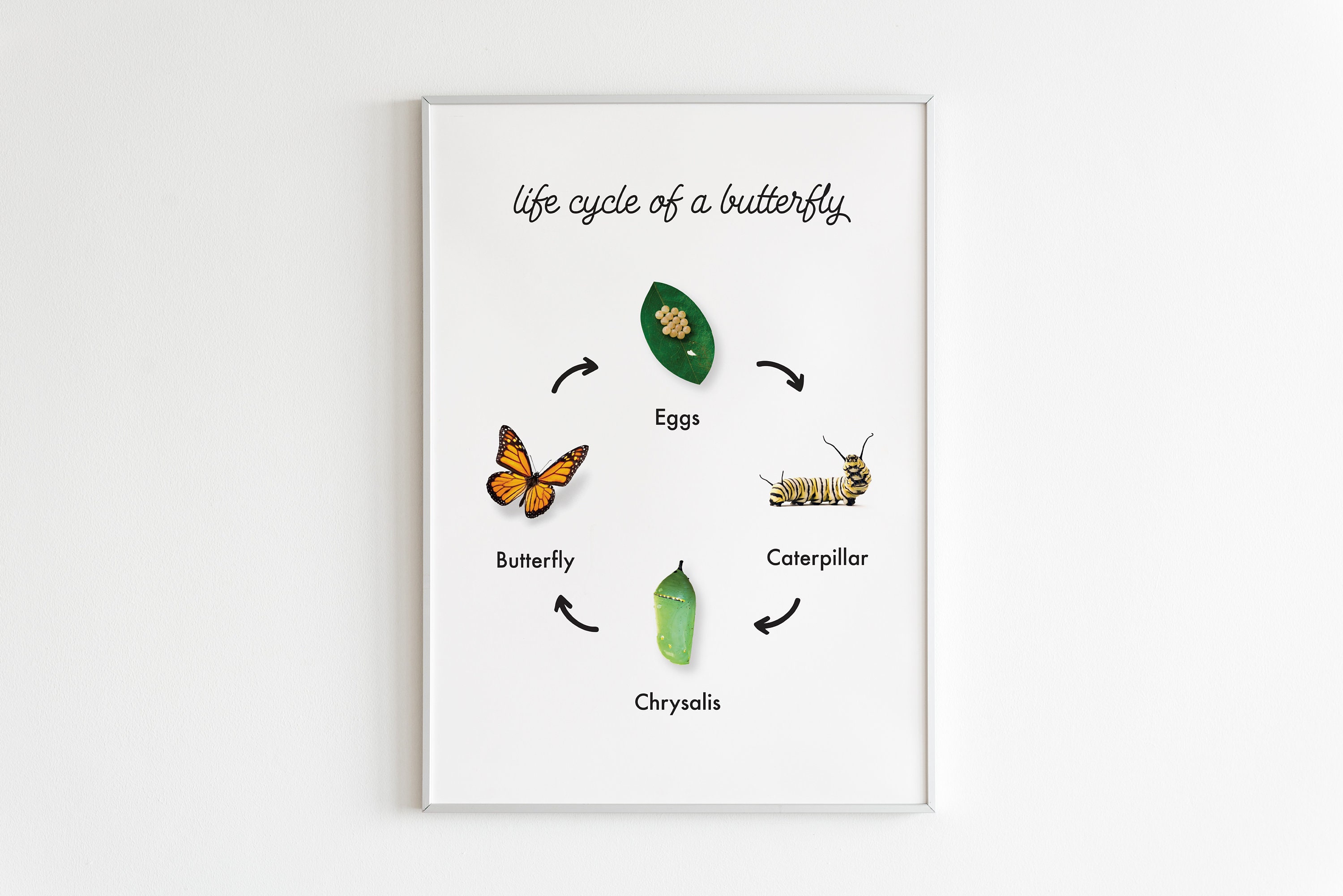 Montessori Life Cycle of a Butterfly / Digital 3 Part Cards ...