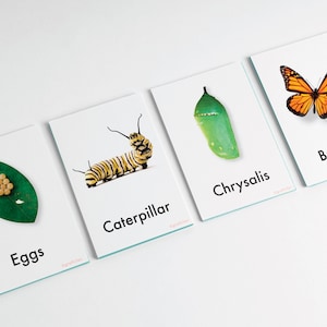 Life Cycle of a Butterfly / Montessori / Digital 3 Part Cards ...