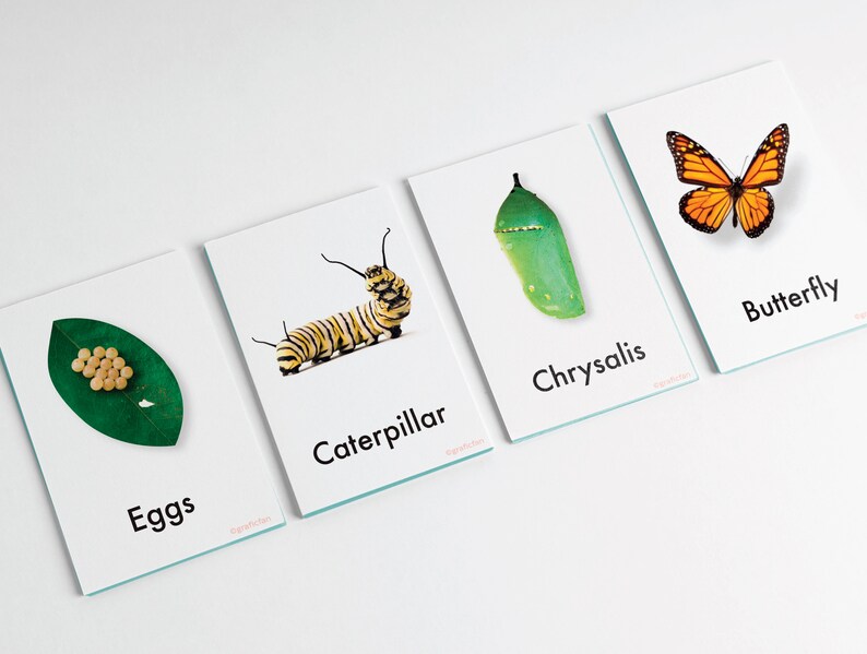 Life Cycle of a Butterfly / Montessori / Digital 3 Part Cards ...