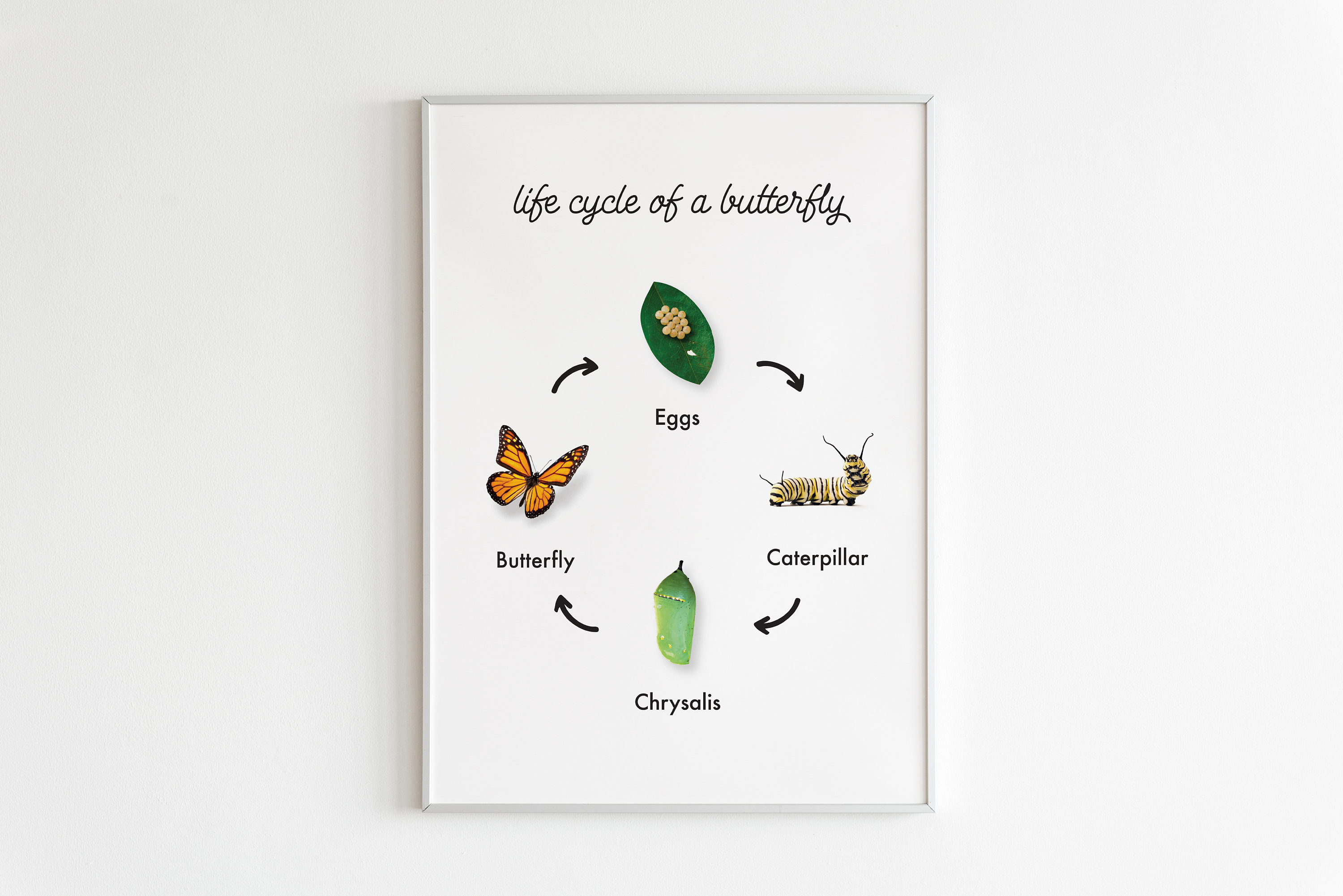 Life Cycle of a Butterfly / Montessori / Digital 3 Part Cards ...