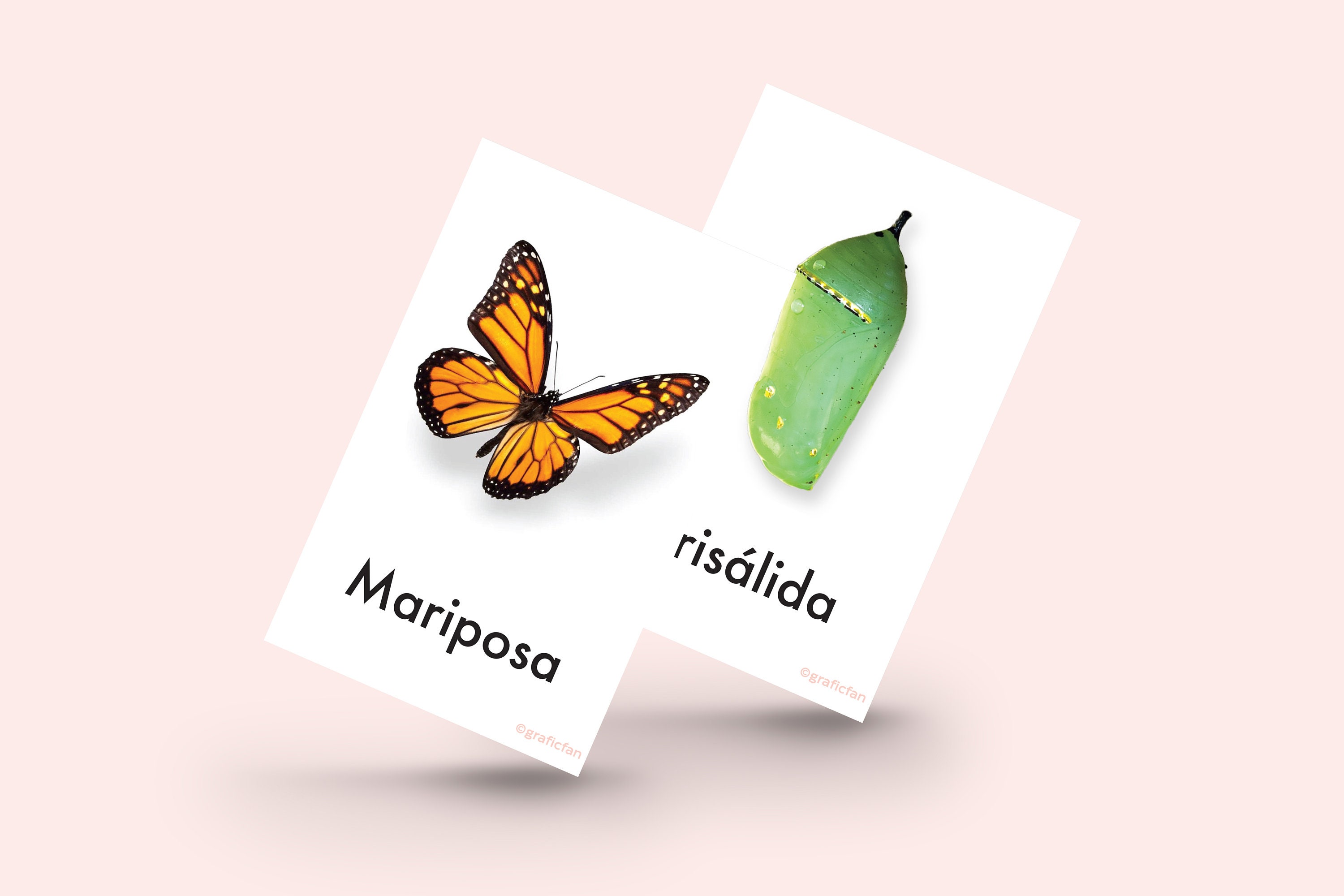 Spanish Life Cycle of a Butterfly Montessori / Digital 3 Flashcards ...