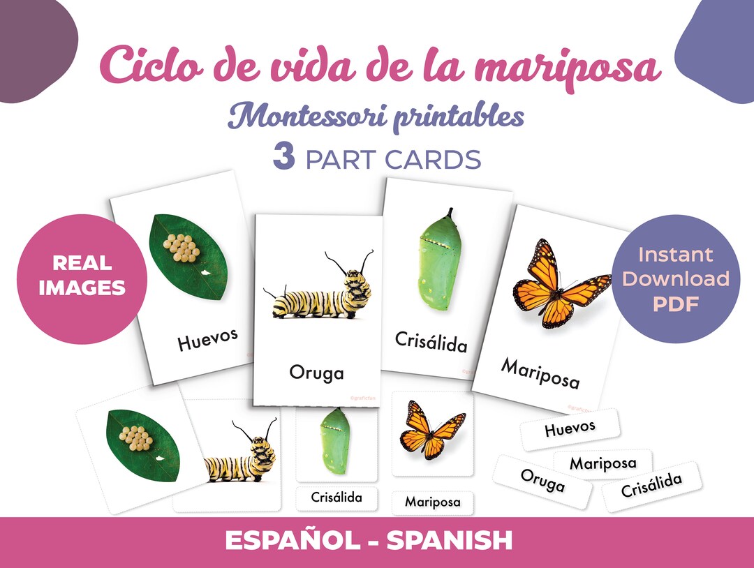 Spanish Life Cycle of a Butterfly Montessori / Digital 3 Flashcards ...