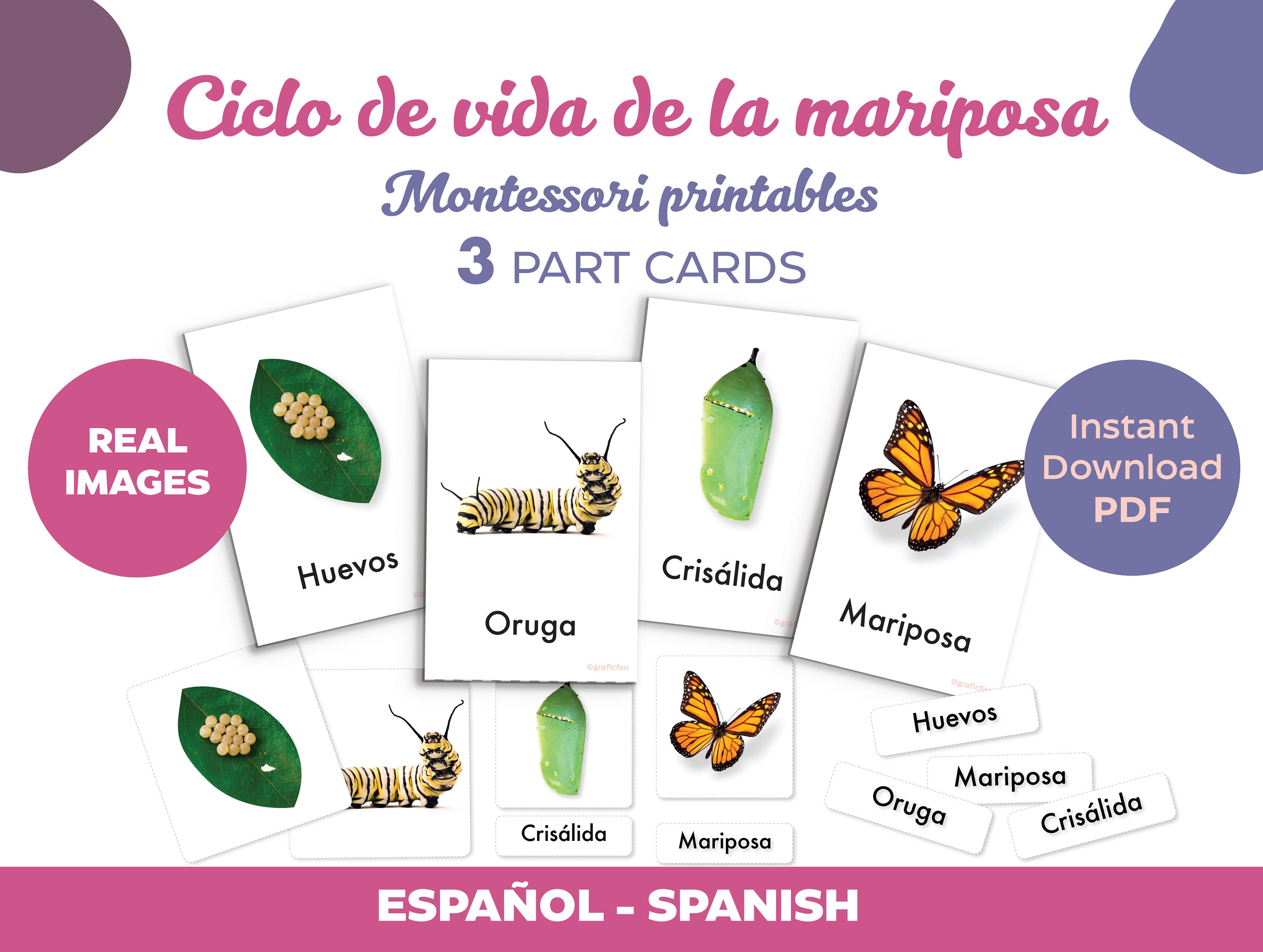 Spanish Life Cycle of a Butterfly Montessori / Digital 3 Flashcards ...
