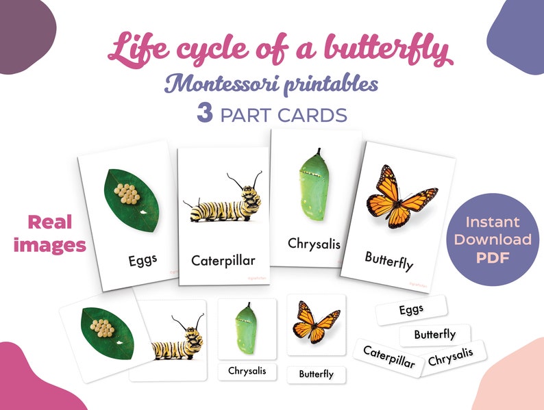 Life Cycle of a Butterfly / Montessori / Digital 3 Part Cards ...