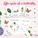 Life Cycle of a Butterfly / Montessori / Digital 3 Part Cards ...