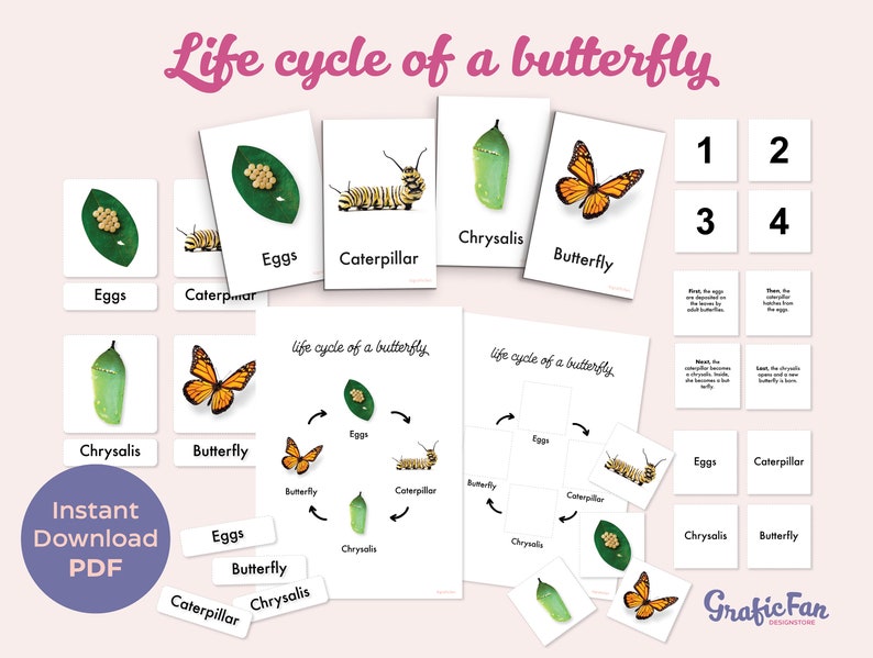Life Cycle of a Butterfly / Montessori / Digital 3 Part Cards ...