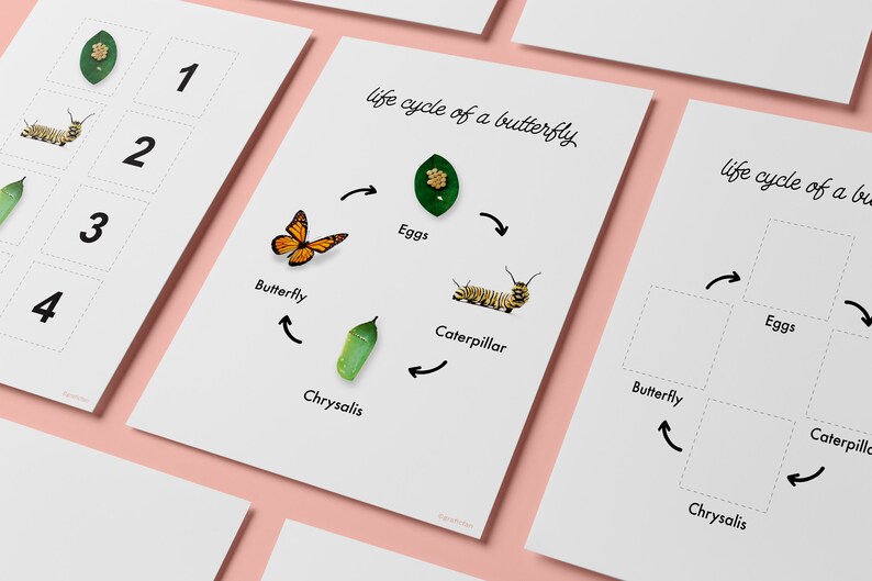 Life Cycle of a Butterfly / Montessori / Digital 3 Part Cards ...