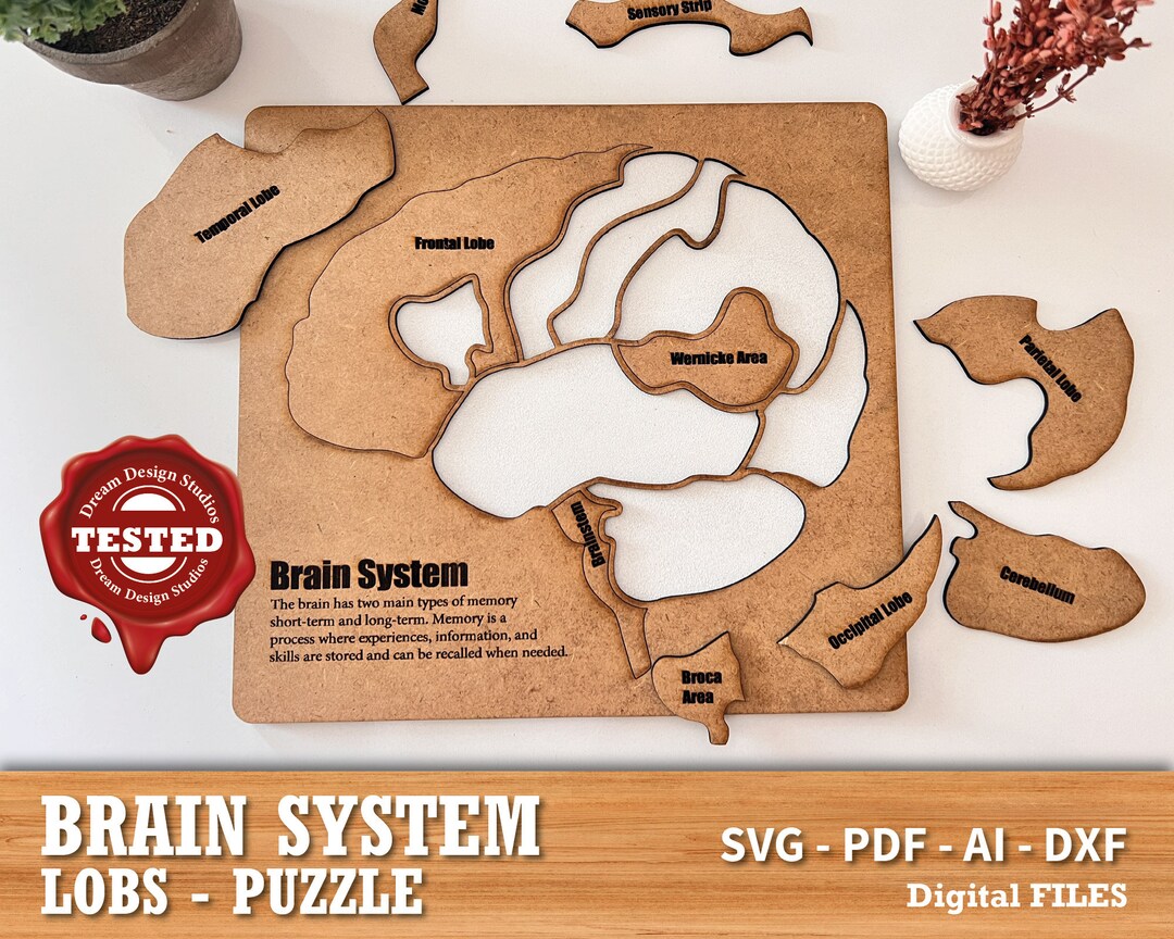 Brain Human System Lobs Learning Puzzle Design Vector Files SVG PDF ...