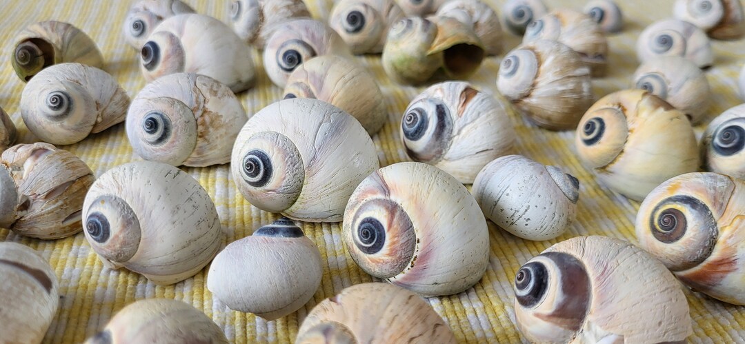 Moon Snail Shell - Etsy