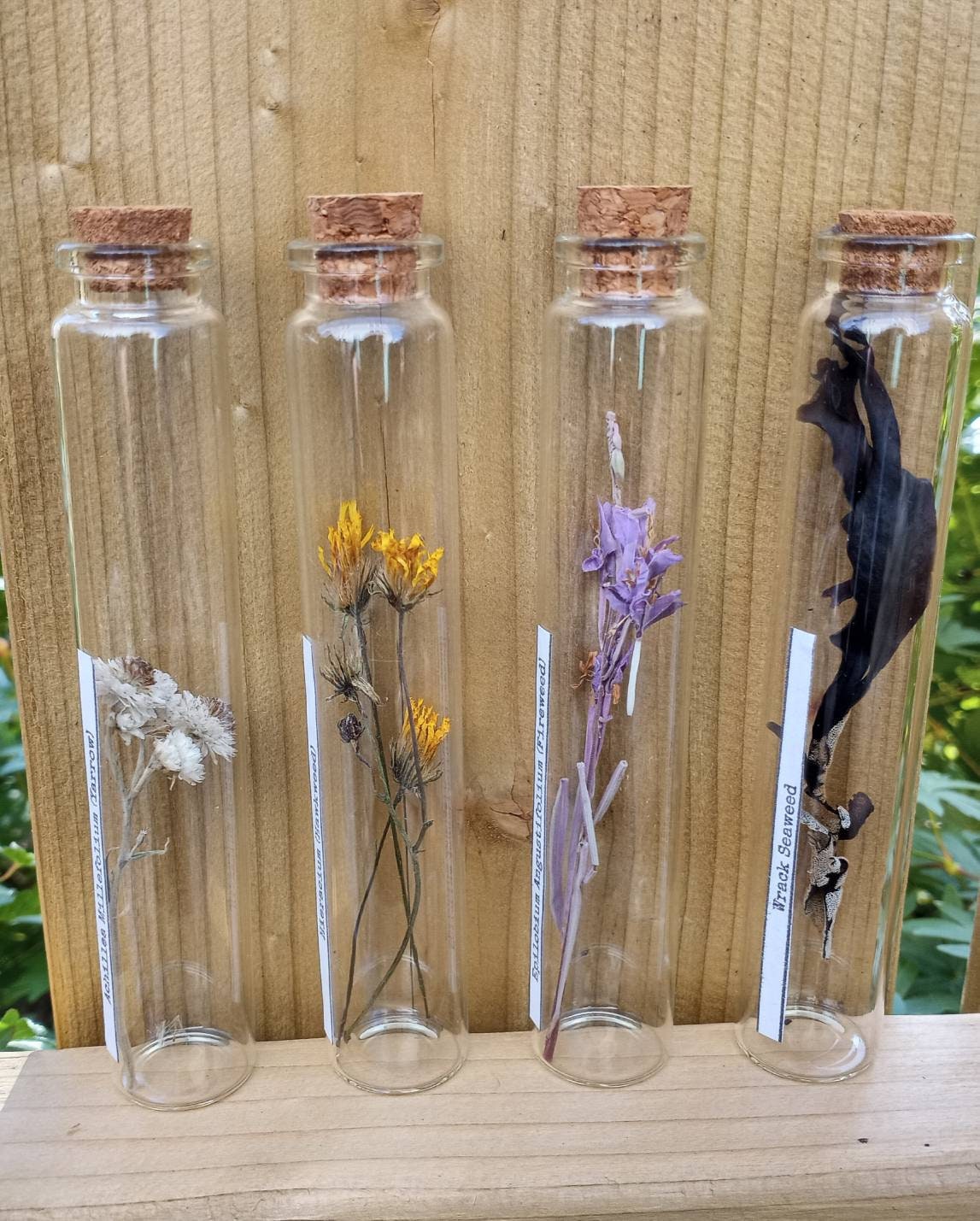 Botanical Specimen Jar Set - Etsy