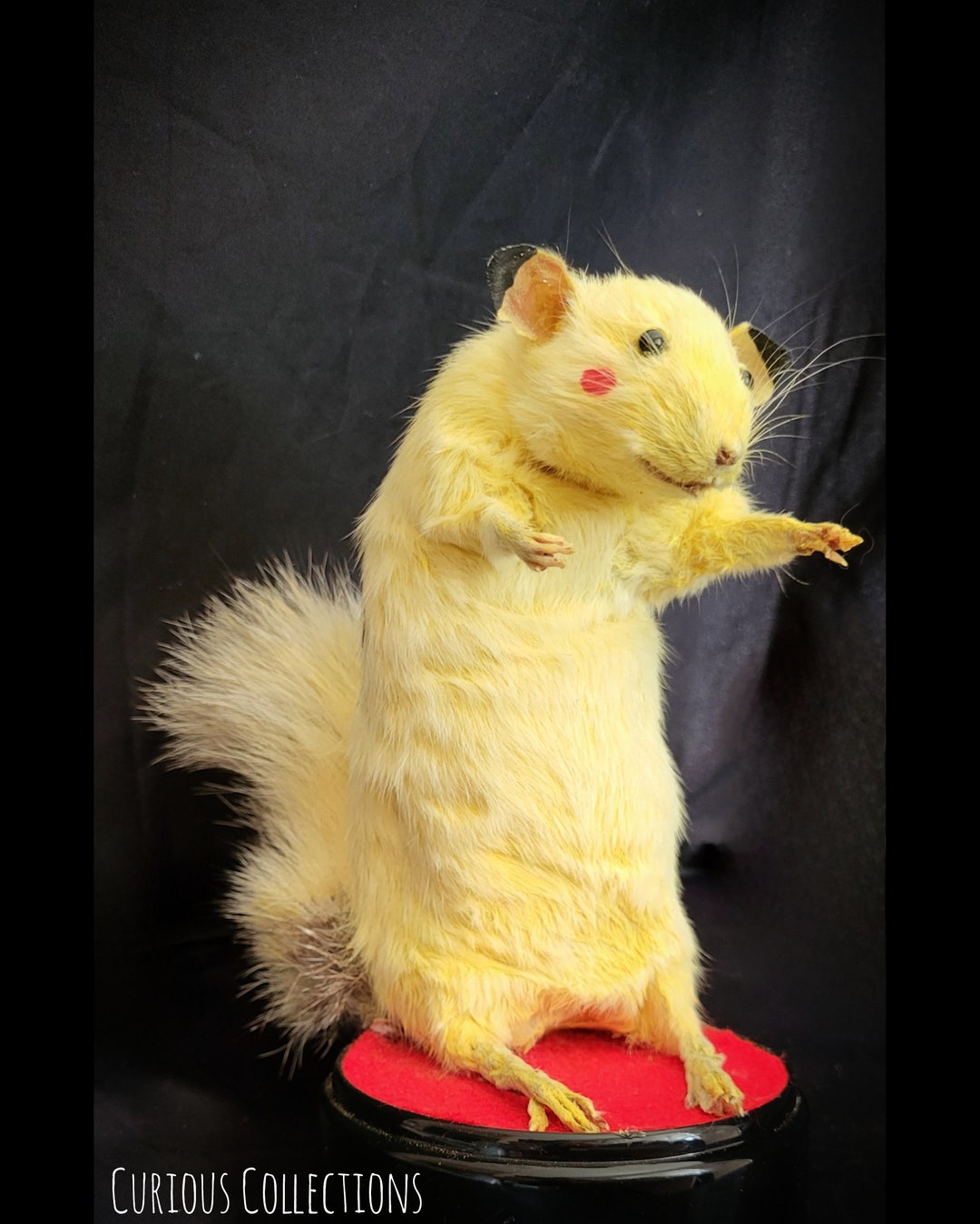 Real Taxidermy Rat Cute Pika Japanese Anime Taxidermy Oddity and ...
